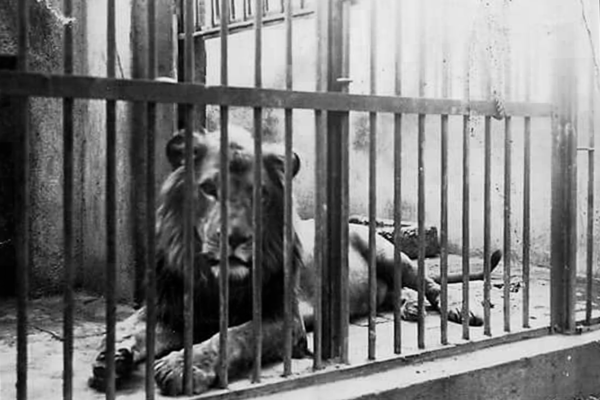 EL BONFIGLIOLI SUMA UNA FOTO DEL LEÓN CARLÓN A SU COLECCIÓN - Revista WAM